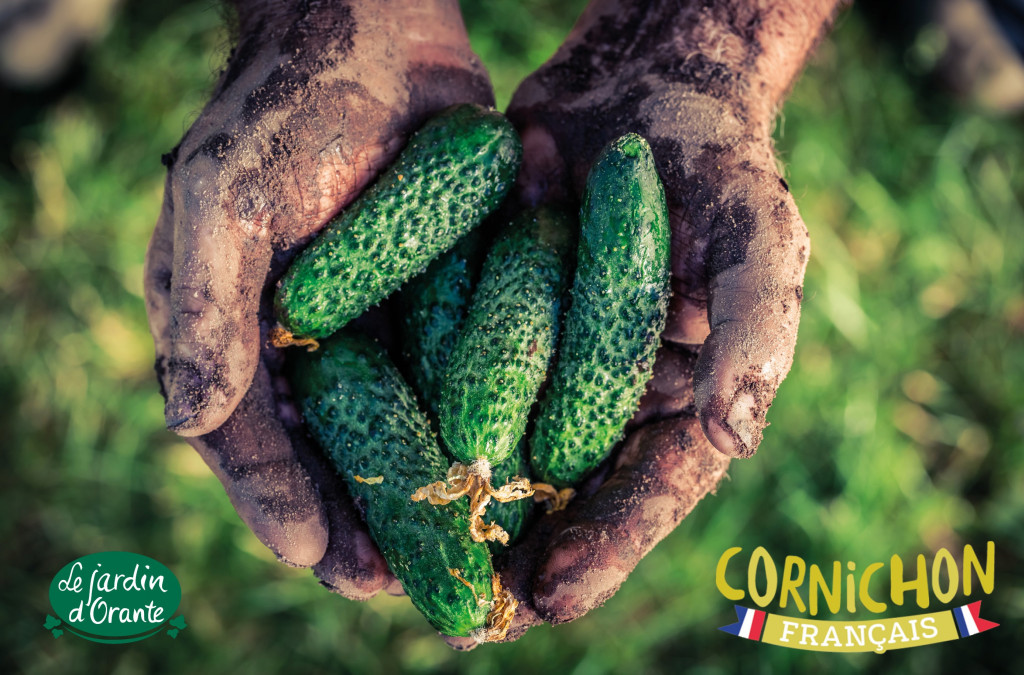 Les Cornichons Français du Jardin d'Orante